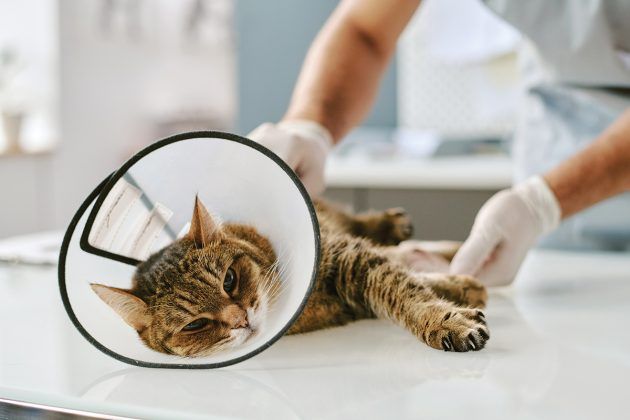 New laws boost pet protection | The Star News
